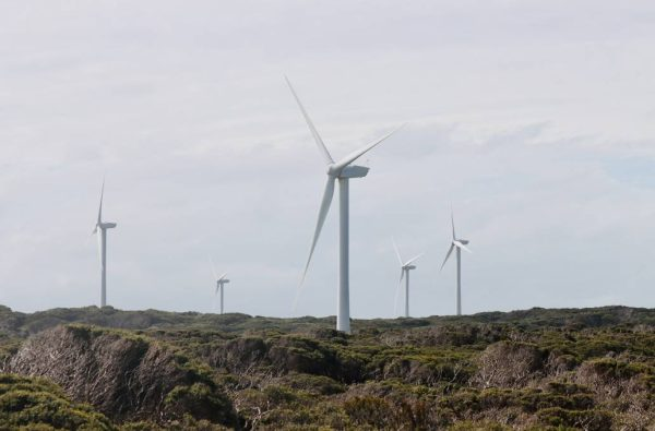 Dead Bats At Wind Farm – DeFrock